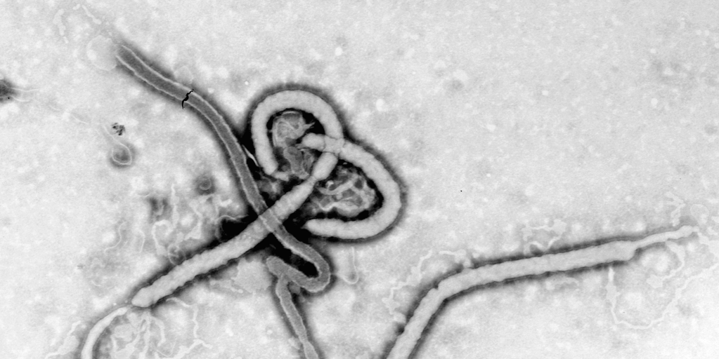 Virus EBOLA